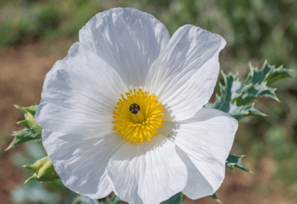 Exotic Hawaiian Flowers You Have Probably Never Seen